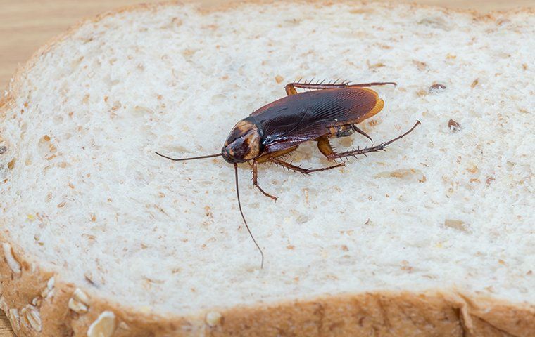 Edisto Island's Complete Guide To Cockroach Prevention | Apex of Edisto ...